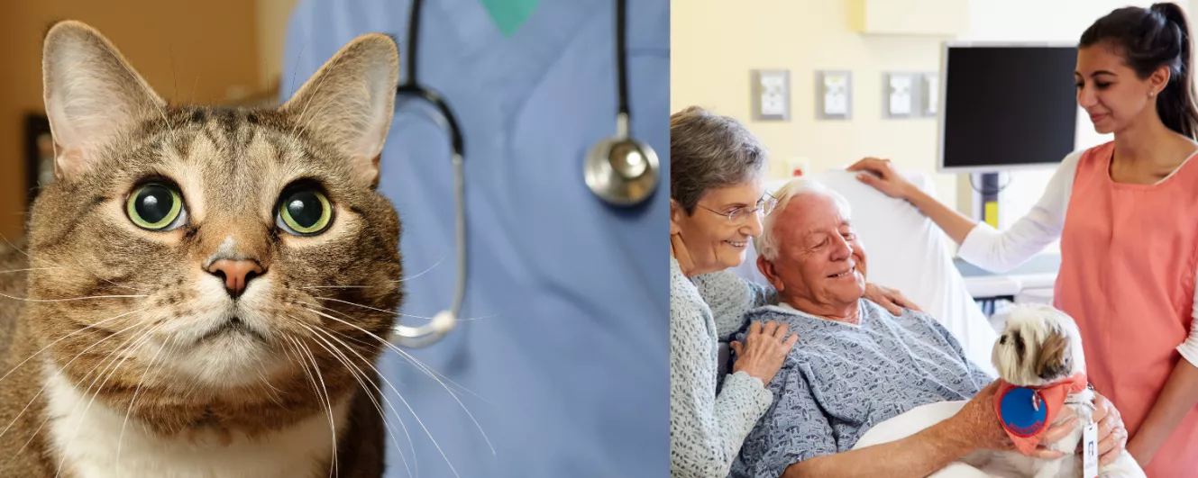 Animal Assisted Health and Education Specialist | Saint Francis University